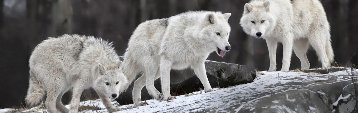 Michael Q Pink - Best Selling Author, Teacher and Keynote Speaker