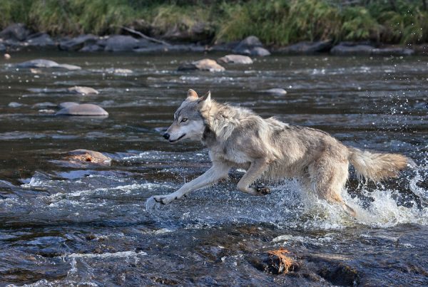 Are you Selling Among Wolves? Join me this Friday at 4:30 EST on Blog ...