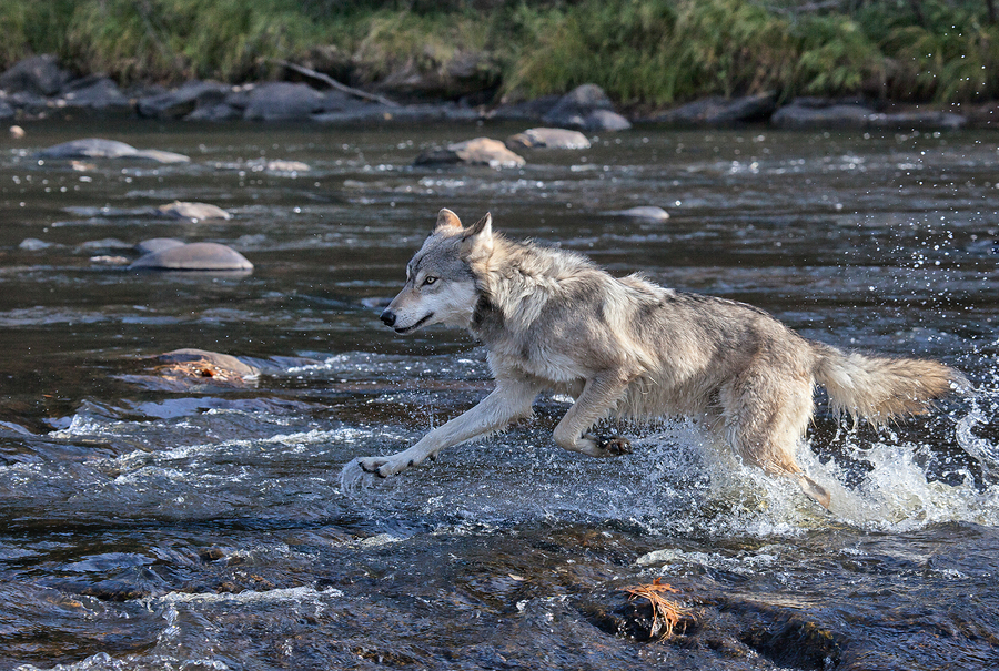 Are you Selling Among Wolves? Join me this Friday at 4:30 EST on Blog ...