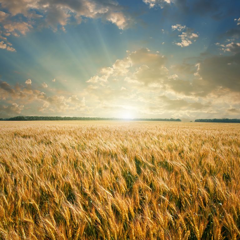 The 100-Fold Return (Part 3 of 3) – A Literal Possibility – Michael Pink
