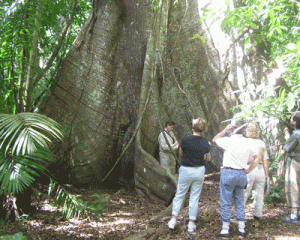 tree – Michael Pink