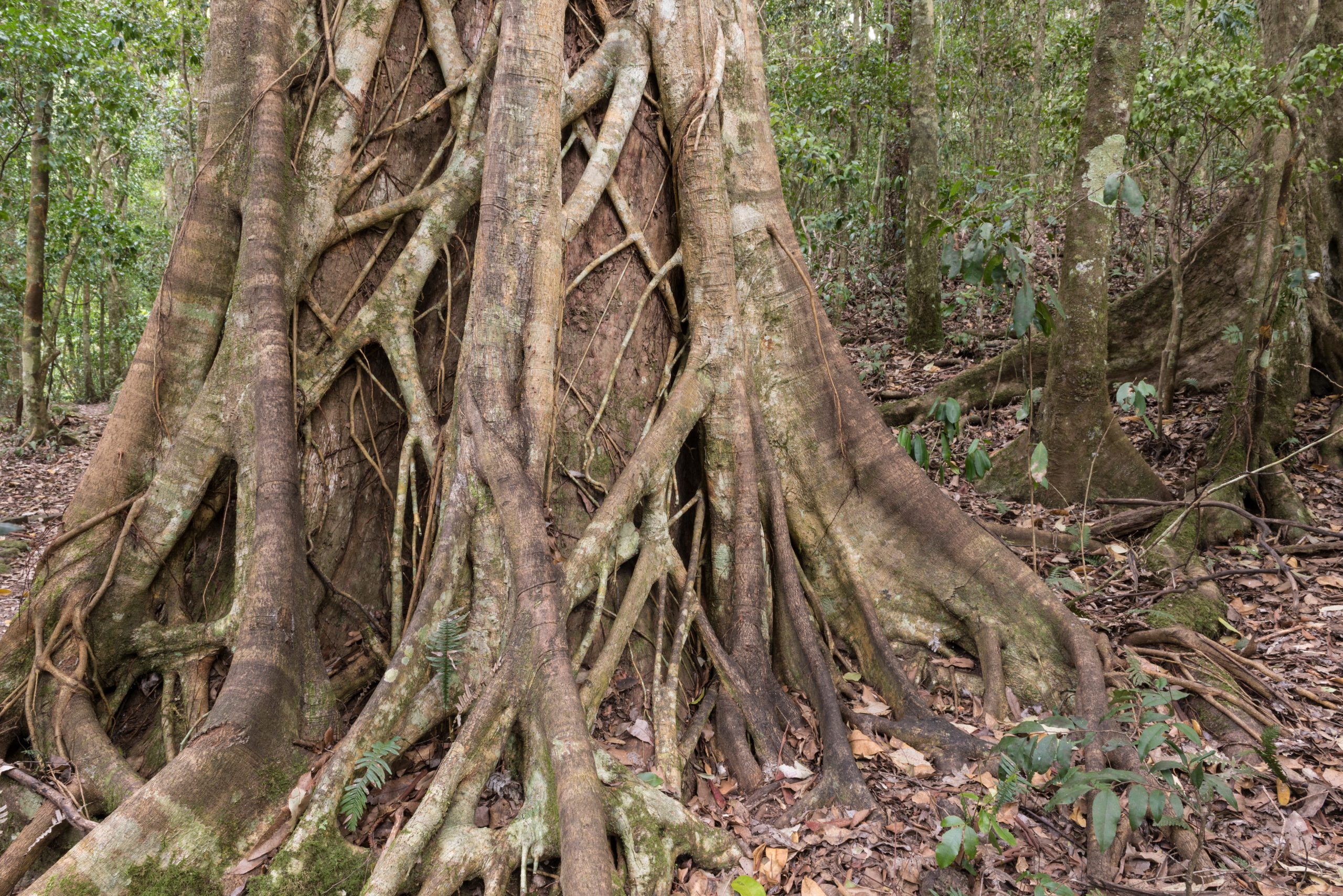 Learn The Lesson Of The Strangler Fig - Michael Pink